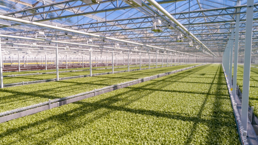 Bloomberg Bay State Business Radio with Little Leaf Farms CEO Paul ...