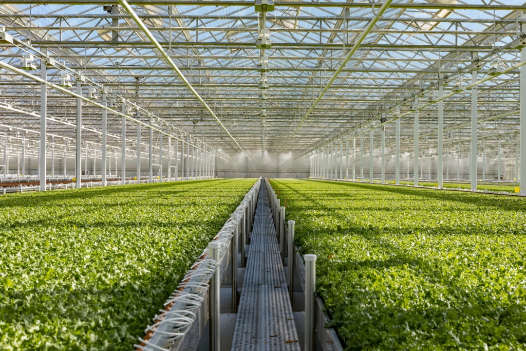 Greenhouse leafy green growers maximize opportunities (Freshplaza.com ...